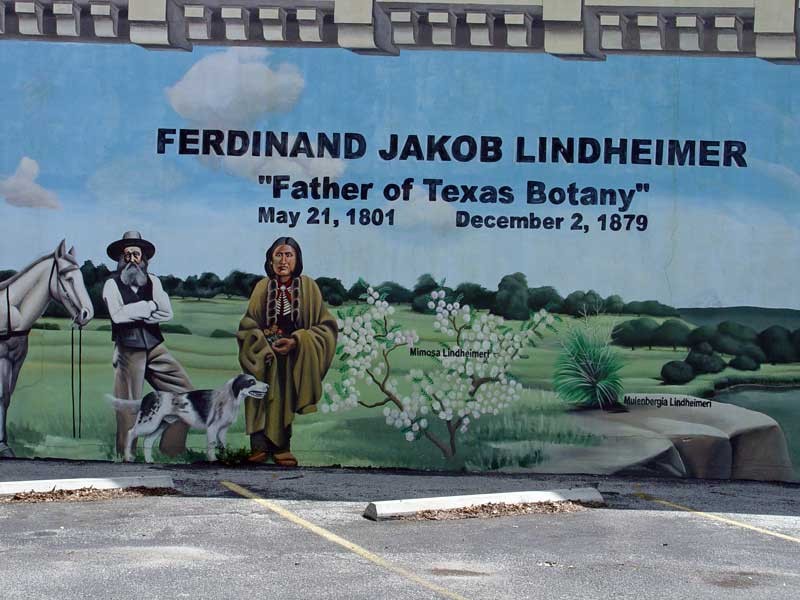 Ferdinand Lindheimer Mural - Clio