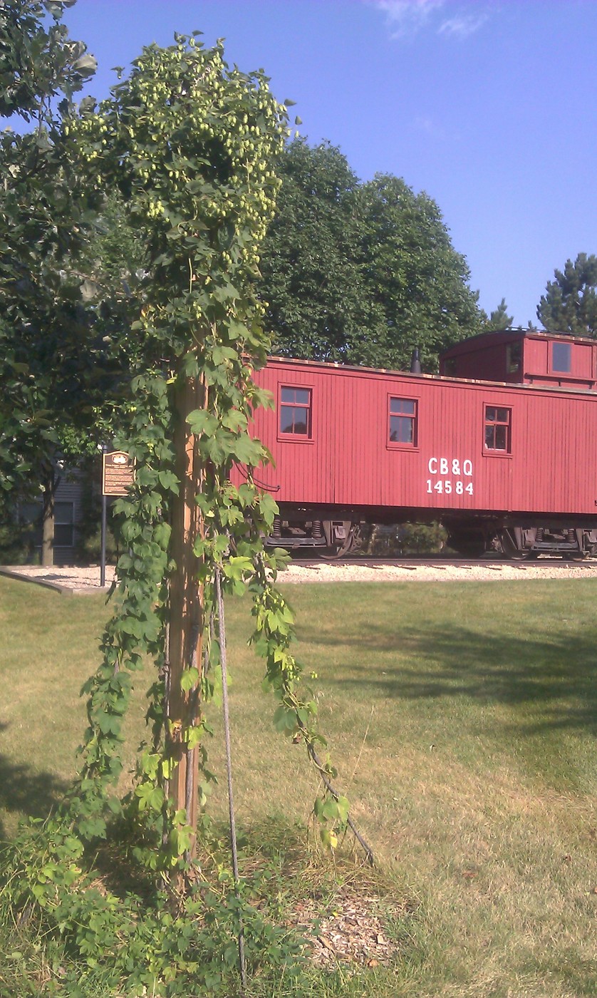 Tavern Hops Garden Display - Clio