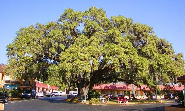 The Old Senator Tree - Clio