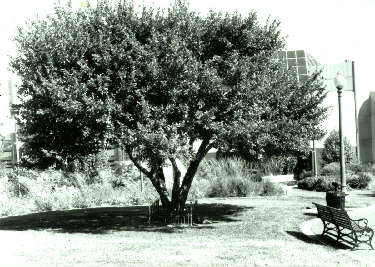 Newton Apple Tree Clone - Clio