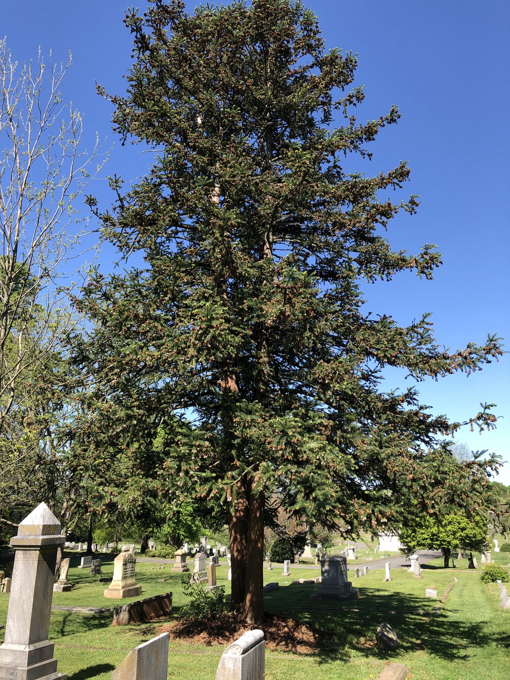 Treetops and Tombstones: Charlotte's Super Natural Arboretum - Clio
