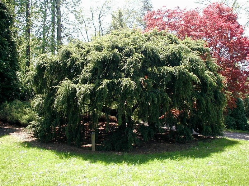 Weeping Canadian Hemlock - Clio