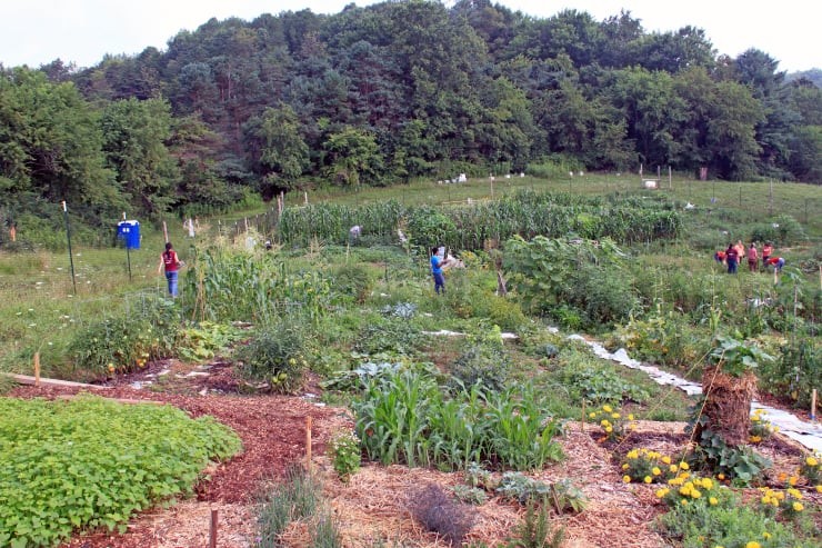Hale Community Garden (Live Work Eat Grow) - Clio