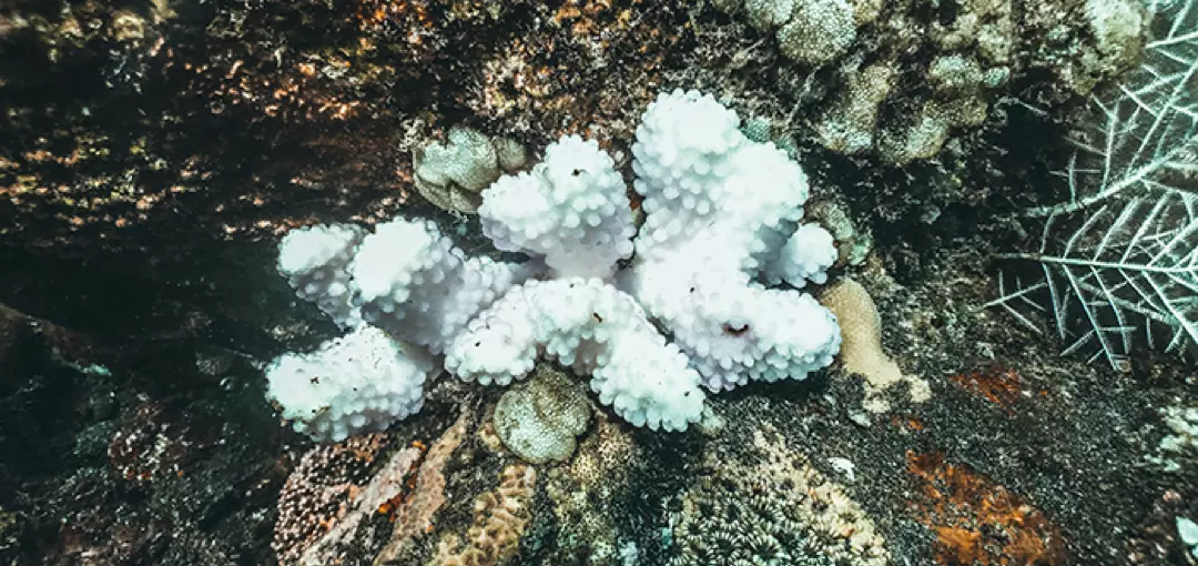 Samsung Global Goals charity app