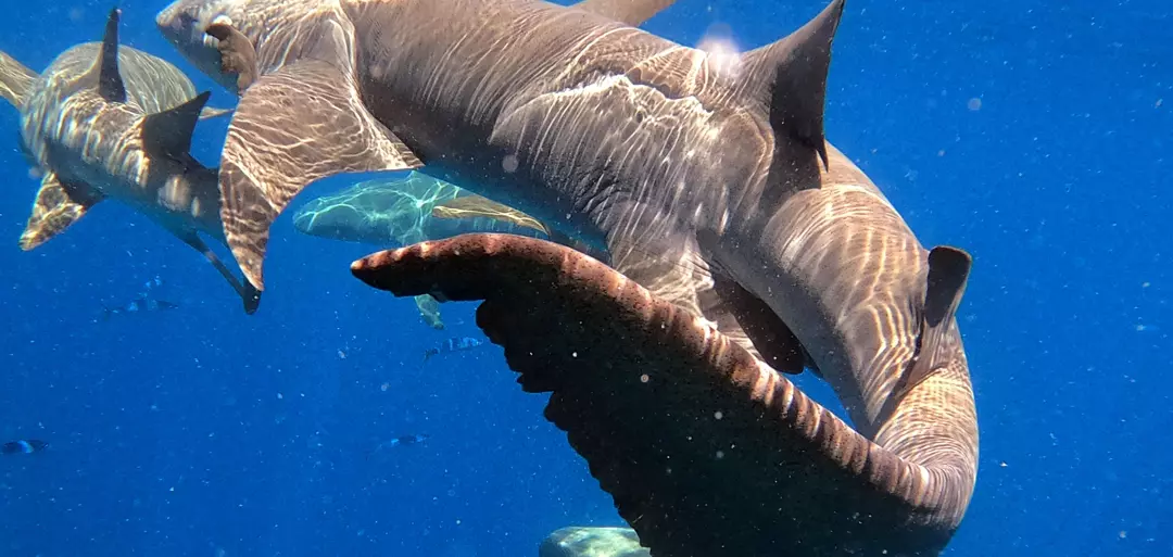 Samsung Global Goals charity app