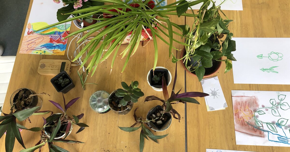Exploring plant music. A journey of connection and discovery
