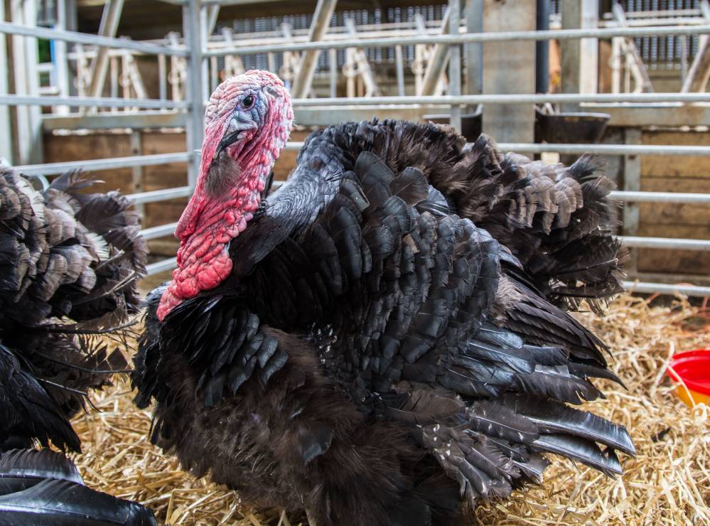 Bellevue Farm Tours and Holiday Cottages - Ayrshire and Arran