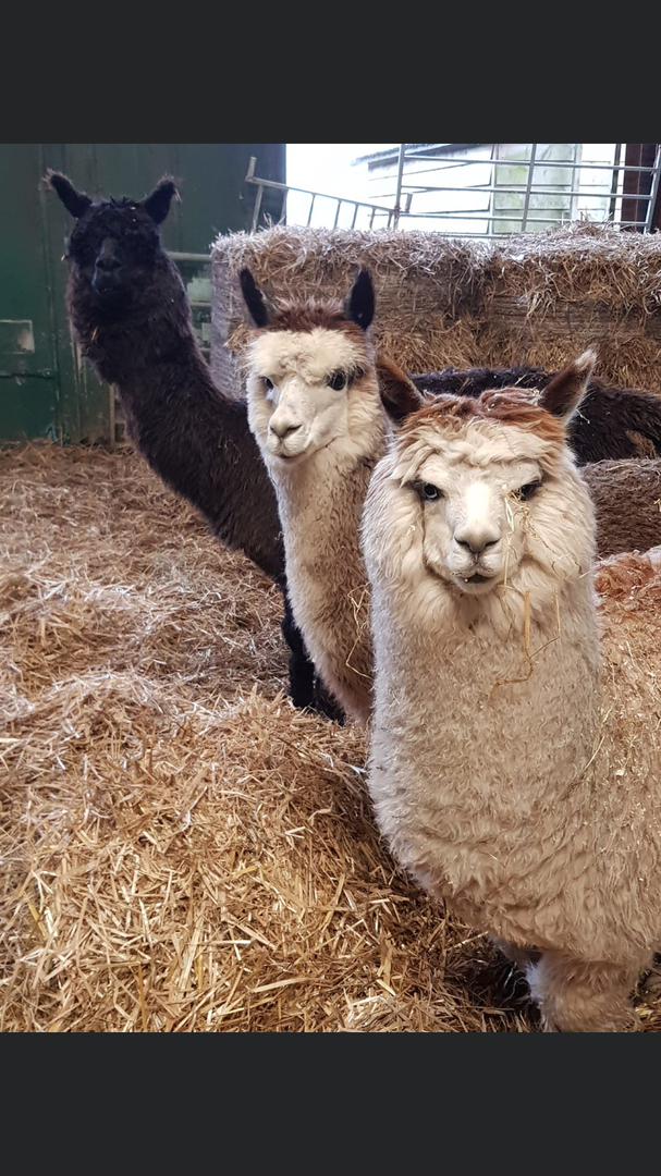 Bellevue Farm Tours and Holiday Cottages - Ayrshire and Arran