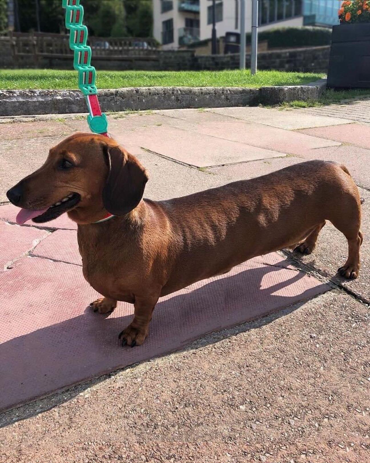 This is Herbert. Today he was officially named the longest wiener dog ...