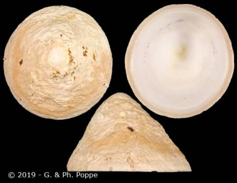 ACMAEIDAE - Gastropods by Eddie Hardy