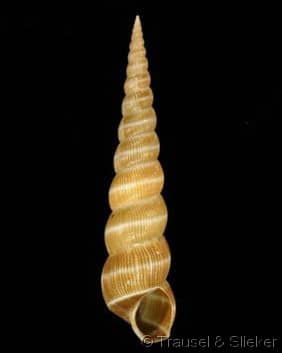 Amaea (Acrilla) acuminata - Gastropods by Eddie Hardy