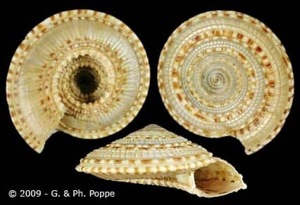 Architectonica (Maxima-group) maxima - Gastropods by Eddie Hardy