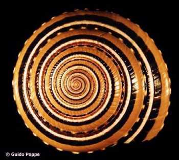 Architectonica (Perspectiva-group) perspectiva - Gastropods by Eddie Hardy