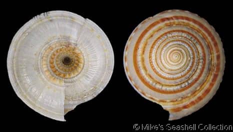 Architectonica (Perspectiva-group) trochlearis - Gastropods by Eddie Hardy