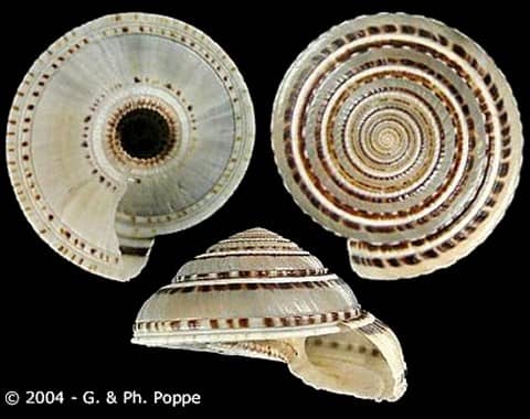 Architectonica (Perspectiva-group) trochlearis - Gastropods by Eddie Hardy
