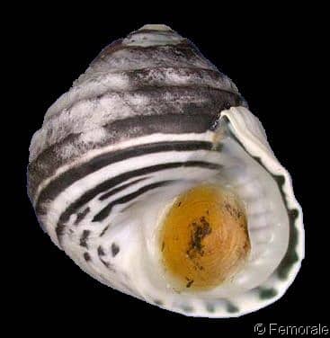 Austrocochlea constricta - Gastropods by Eddie Hardy