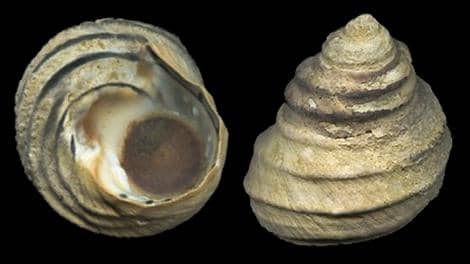 Austrocochlea constricta - Gastropods by Eddie Hardy