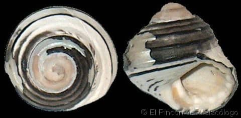 Austrocochlea constricta - Gastropods by Eddie Hardy