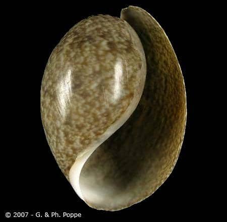 Bulla ampulla - Gastropods by Eddie Hardy