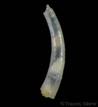 Caecum cuspidatum - Gastropods by Eddie Hardy
