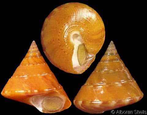 CALLIOSTOMATIDAE - Gastropods by Eddie Hardy