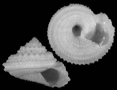 CALLIOTROPIDAE - Gastropods by Eddie Hardy