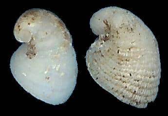 Hipponix incurvus - Gastropods by Eddie Hardy