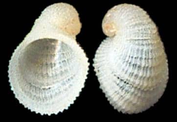 Hipponix incurvus - Gastropods by Eddie Hardy