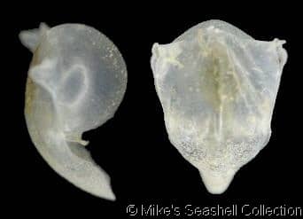 CAVOLINIIDAE - Gastropods by Eddie Hardy