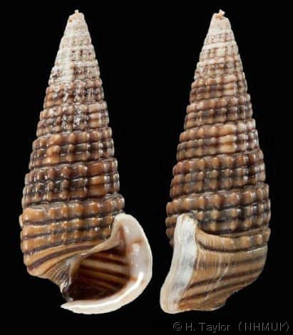 Pirenella cingulata - Gastropods by Eddie Hardy