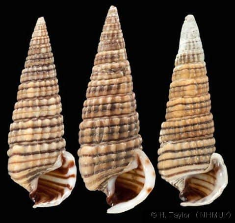 Pirenella cingulata - Gastropods by Eddie Hardy