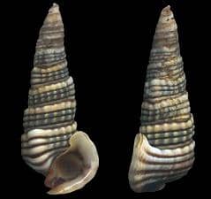 Pirenella cingulata - Gastropods by Eddie Hardy