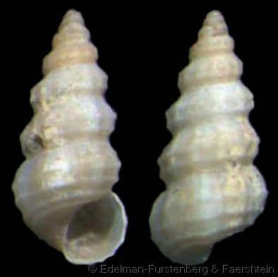 CERITHIIDAE - Gastropods by Eddie Hardy