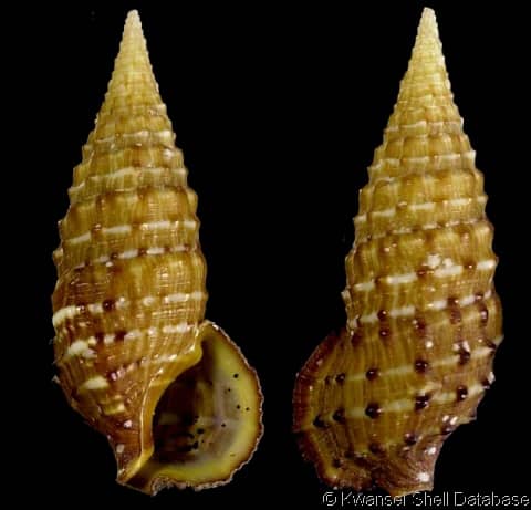 Cerithium claviforme - Gastropods by Eddie Hardy