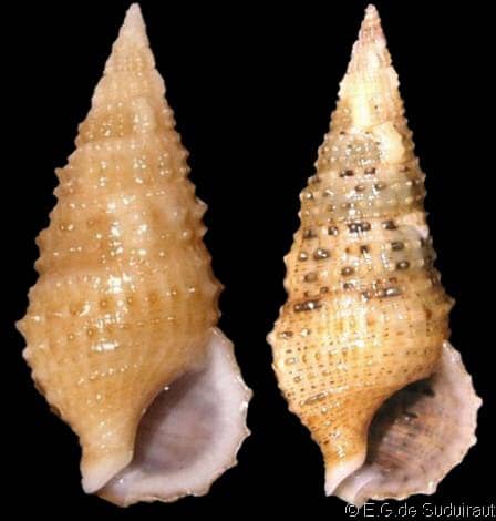 Cerithium claviforme - Gastropods by Eddie Hardy