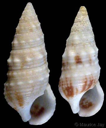 Cerithium egenum - Gastropods by Eddie Hardy