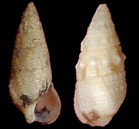 CERITHIIDAE - Gastropods by Eddie Hardy