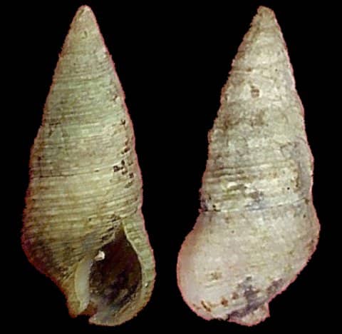 Cerithium egenum - Gastropods by Eddie Hardy