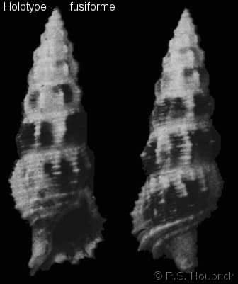 Cerithium columna - Gastropods by Eddie Hardy
