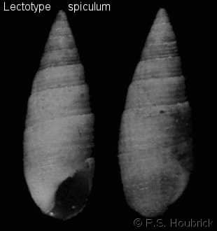 Cerithium nesioticum - Gastropods by Eddie Hardy