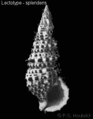 Cerithium zonatum - Gastropods by Eddie Hardy