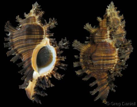 Chicoreus (Triplex) microphyllus - Gastropods by Eddie Hardy