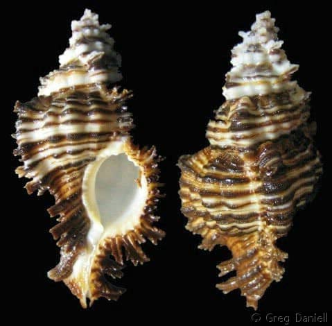 Chicoreus (Triplex) microphyllus - Gastropods by Eddie Hardy