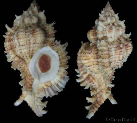 Chicomurex superbus - Gastropods by Eddie Hardy