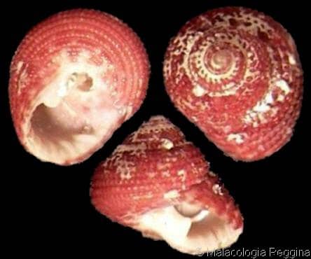 Clanculus (Clanculus) corallinus - Gastropods by Eddie Hardy