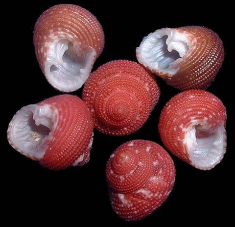 Clanculus (Clanculus) corallinus - Gastropods by Eddie Hardy