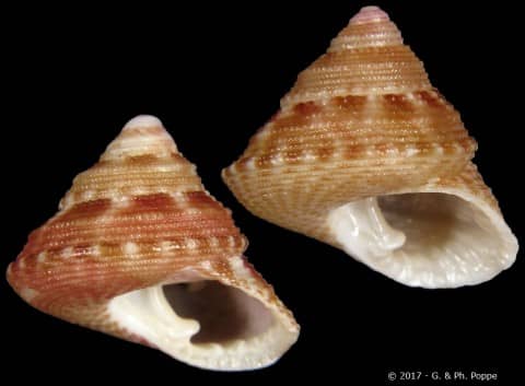 Clanculus miniatus - Gastropods by Eddie Hardy