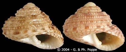 TROCHIDAE TROCHINAE - Gastropods by Eddie Hardy