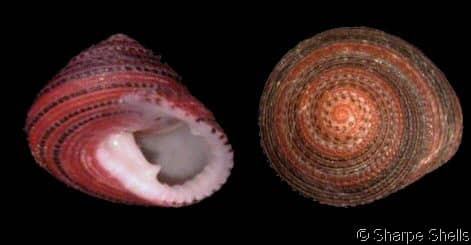 TROCHIDAE TROCHINAE - Gastropods by Eddie Hardy
