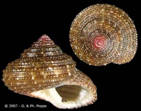 TROCHIDAE TROCHINAE - Gastropods by Eddie Hardy
